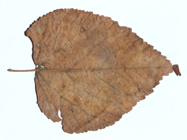 texture 0101 - Texturelib